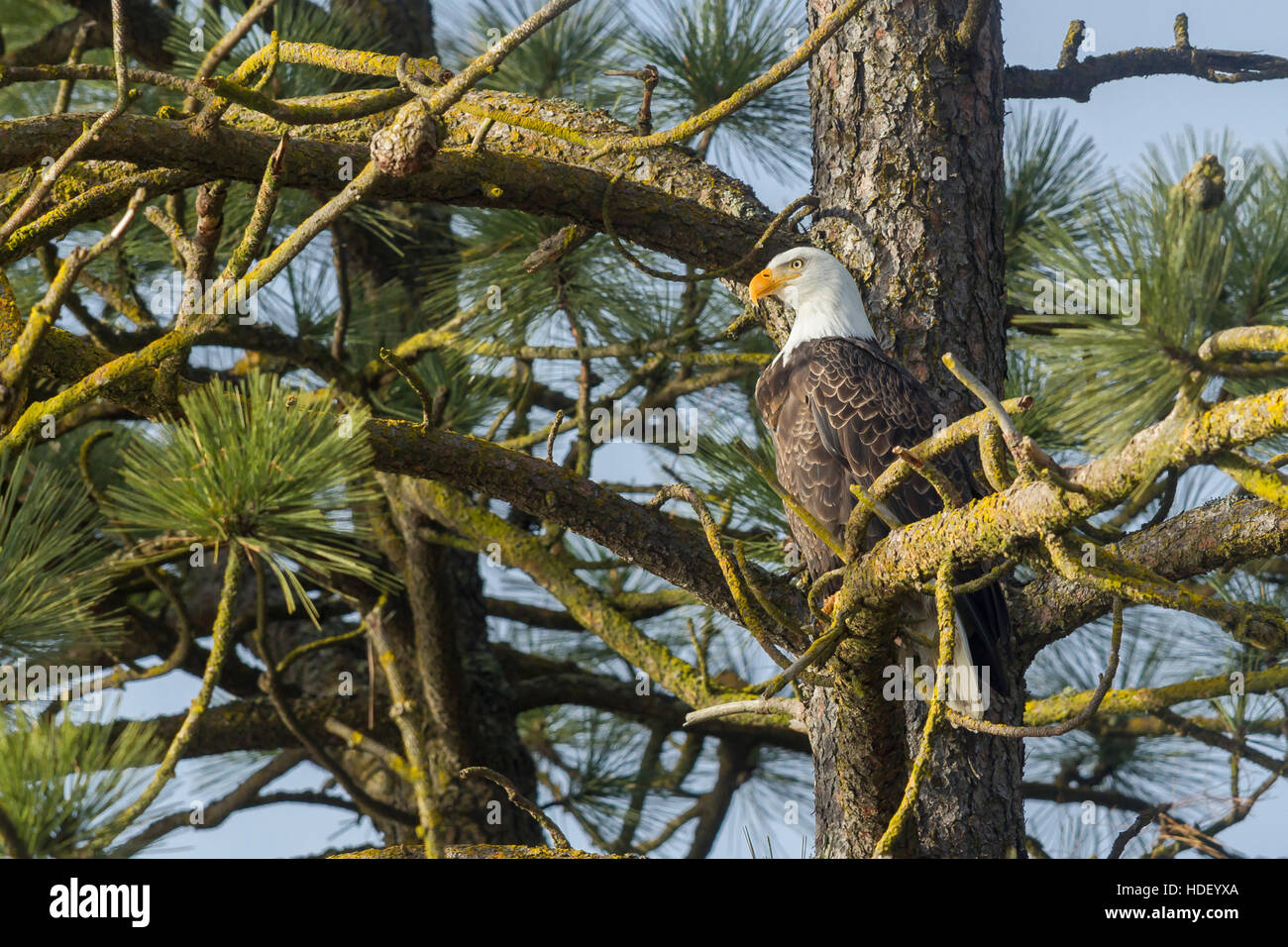 A bald eagle is perched in a tree near Higgens Point in north Idaho ...