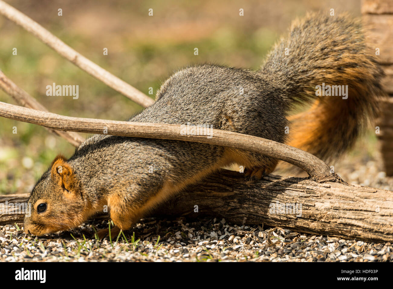 Adult Fox Squirrel foraging on ground Stock Photo - Alamy