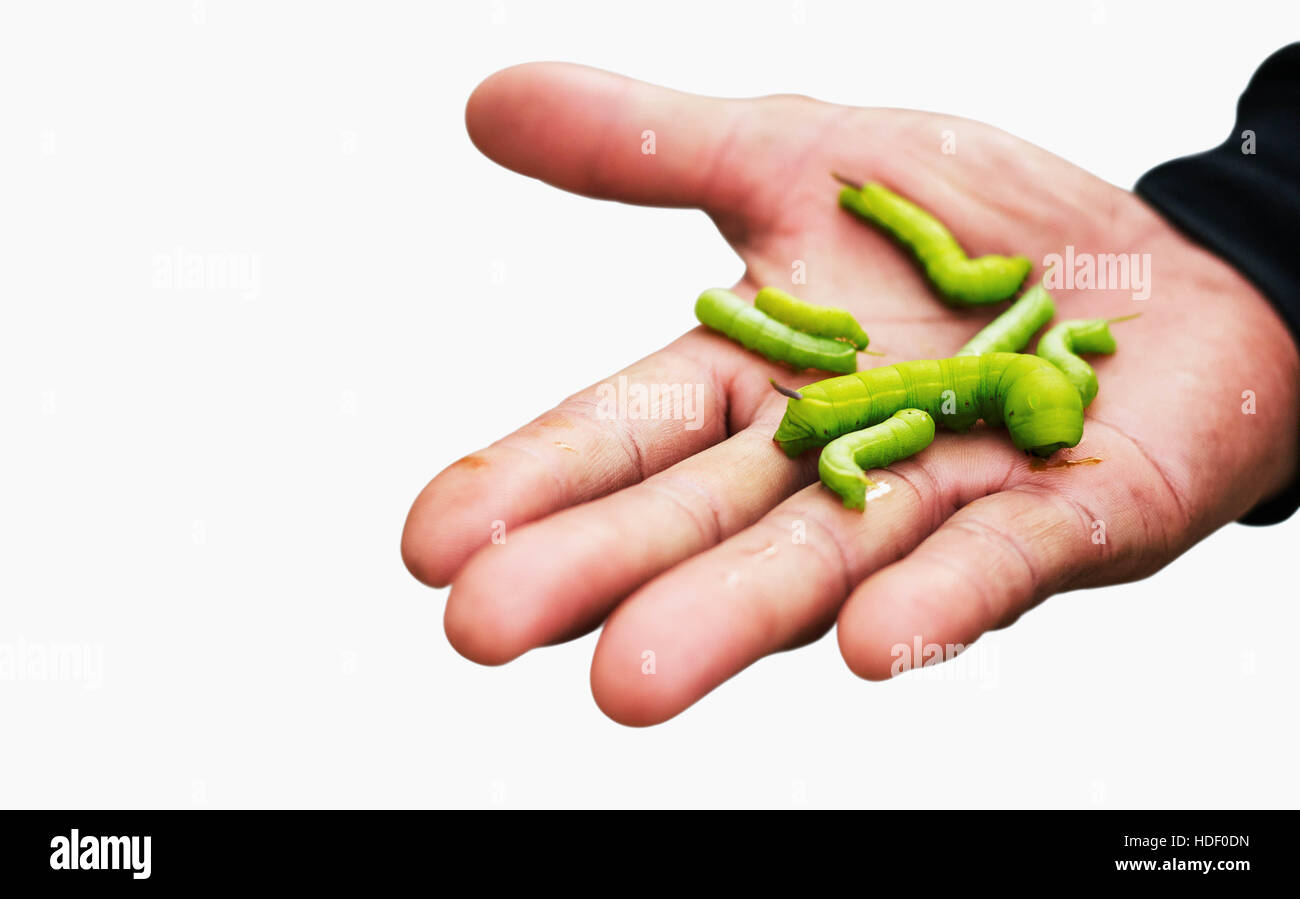 Green worm on hands with a white background Stock Photo - Alamy