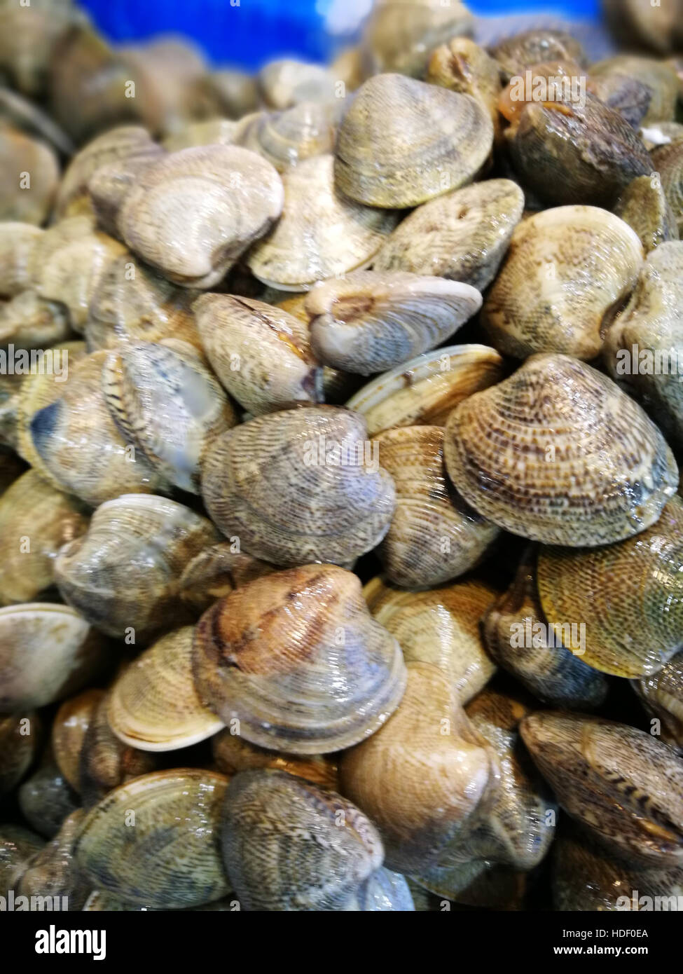 Clams on display Stock Photo - Alamy