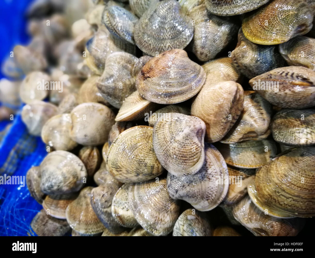 Clams on display Stock Photo - Alamy