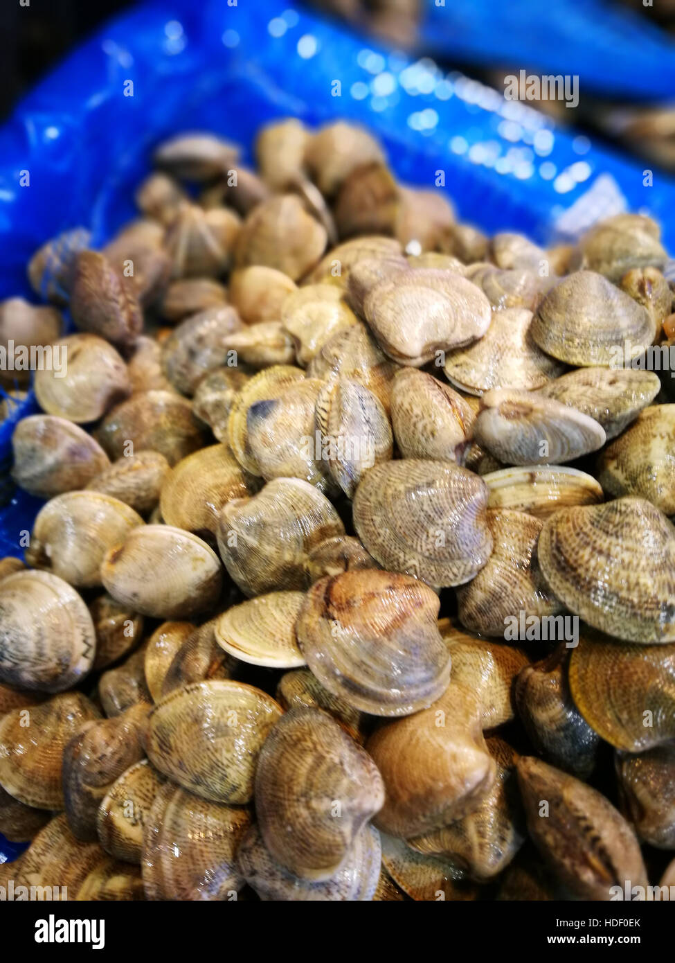 Clams on display Stock Photo - Alamy