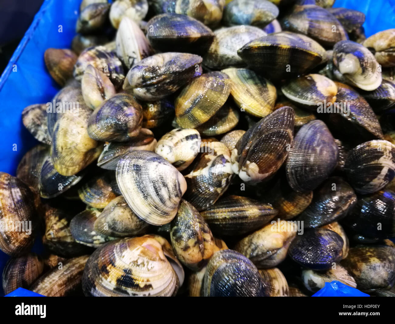Clams on display Stock Photo - Alamy
