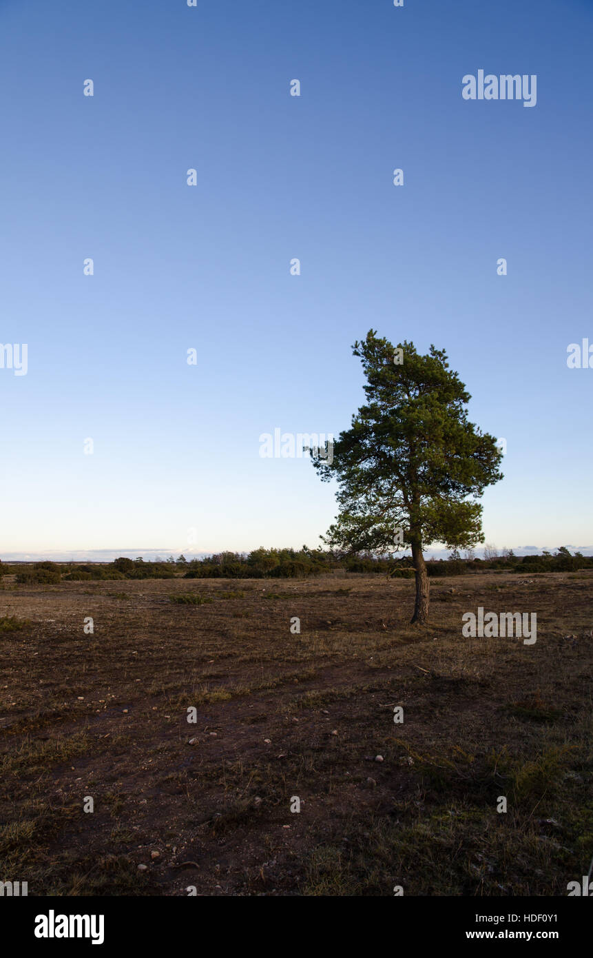 Lone pine tree in an open great plain landscape at the swedish island ...