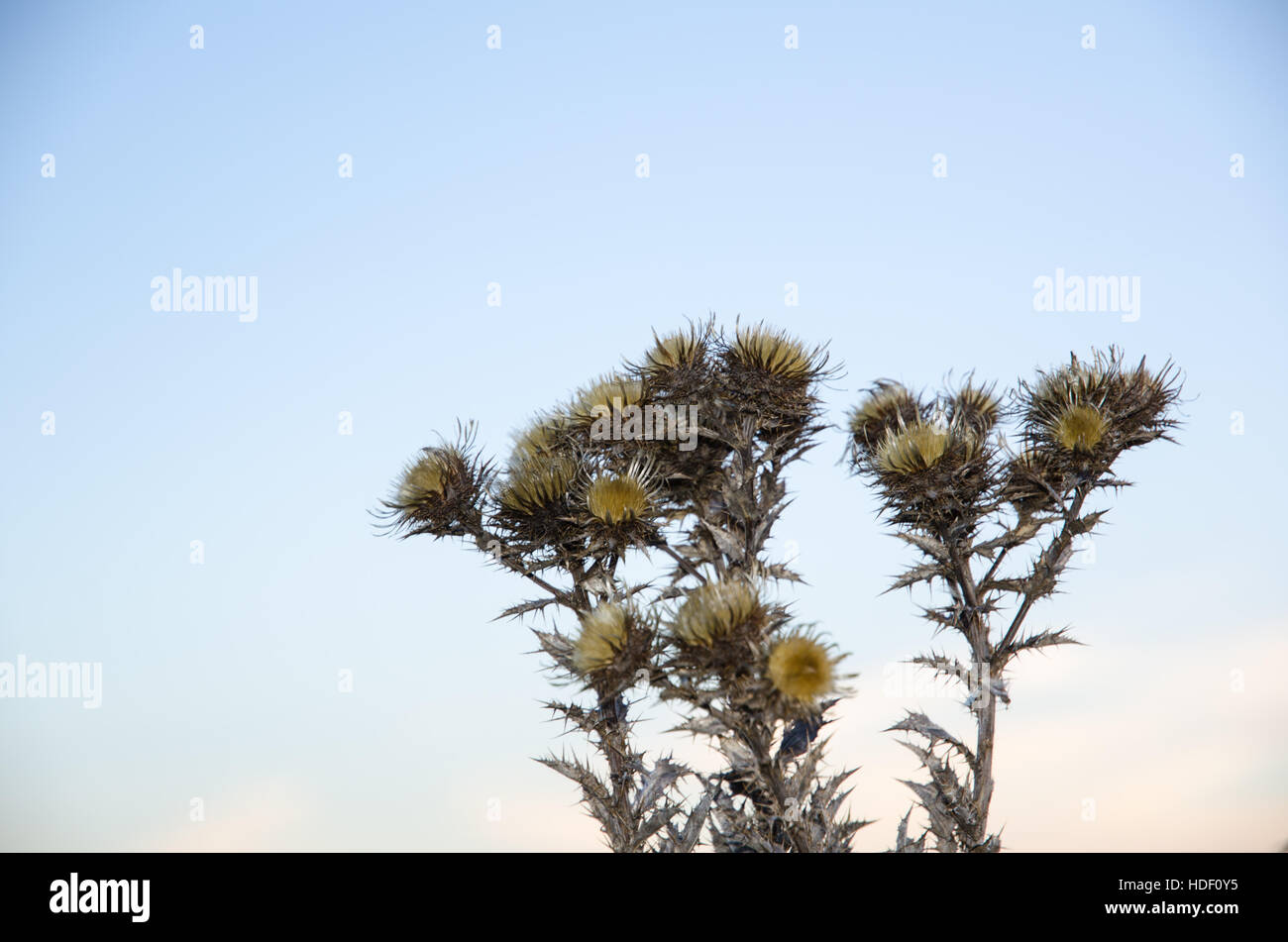 Sticky weed hi-res stock photography and images - Alamy