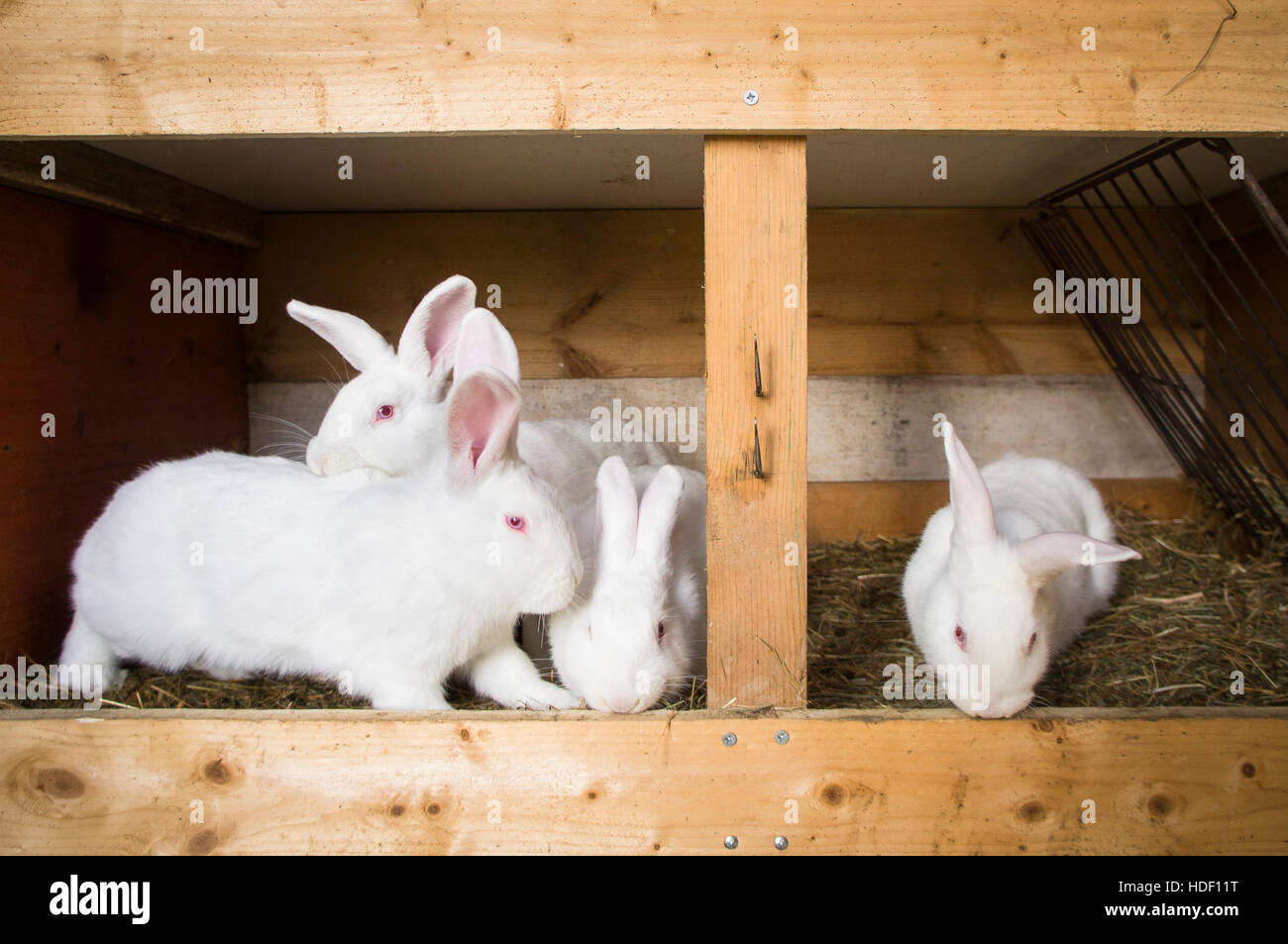 Rabbit hutch bedding hi-res stock photography and images - Alamy