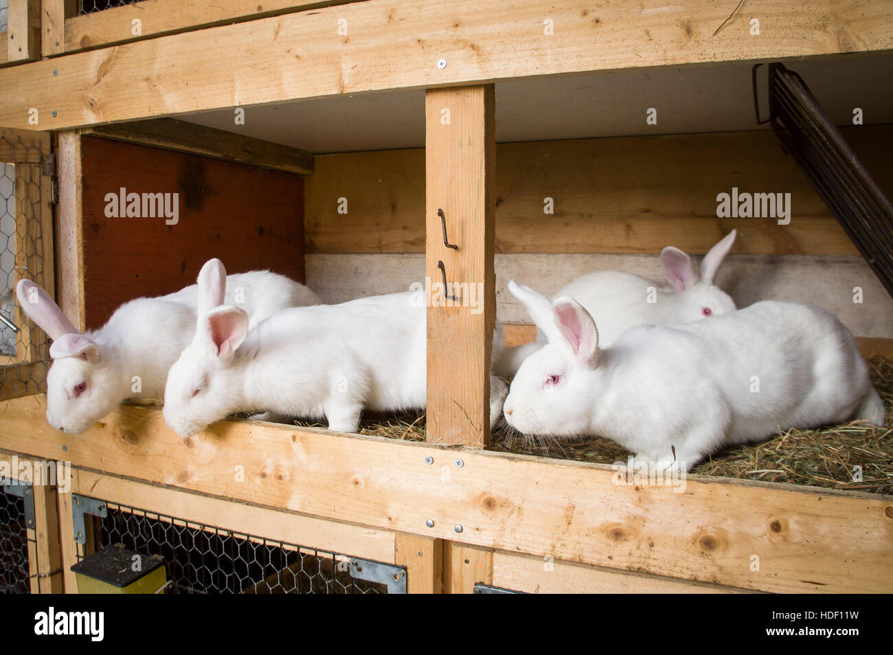 Rabbit hutch bedding hi-res stock photography and images - Alamy