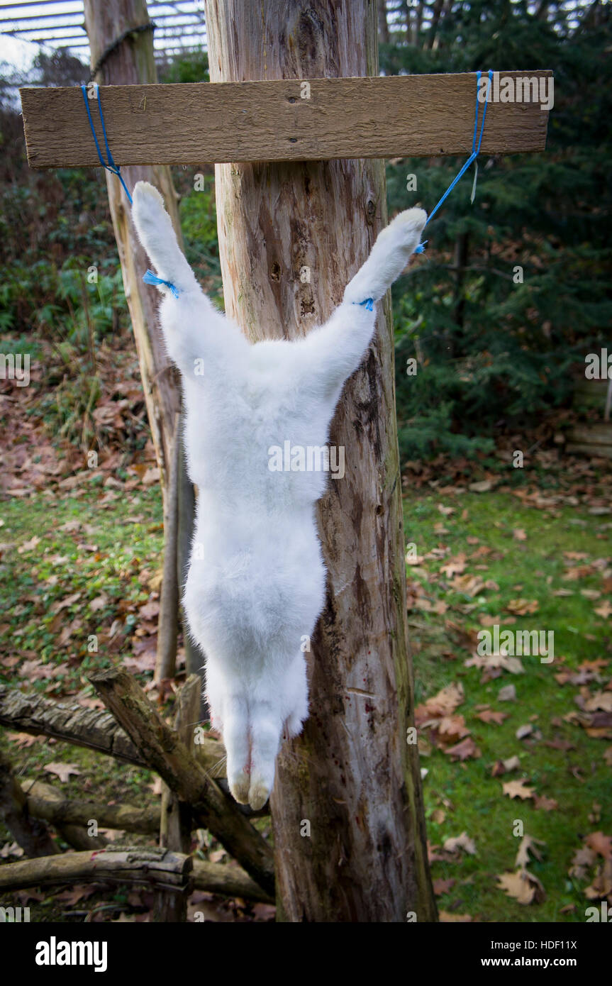 New Zealand White, albino domestic rabbit, butchery, slaughter Stock ...