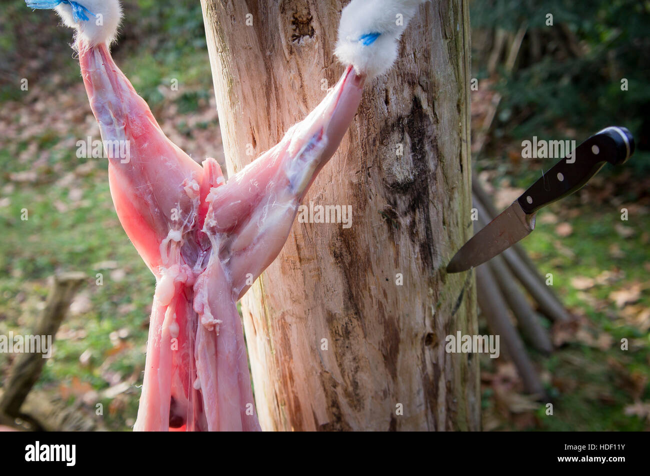 domestic rabbit, butchery, slaughter Stock Photo - Alamy