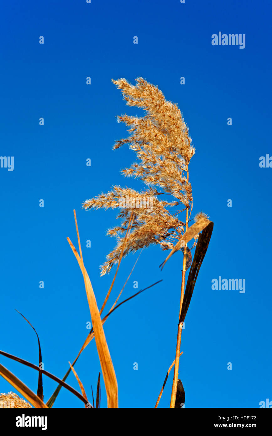 A seed head of Common Reed, Phragmites communis, in habitat on the ...