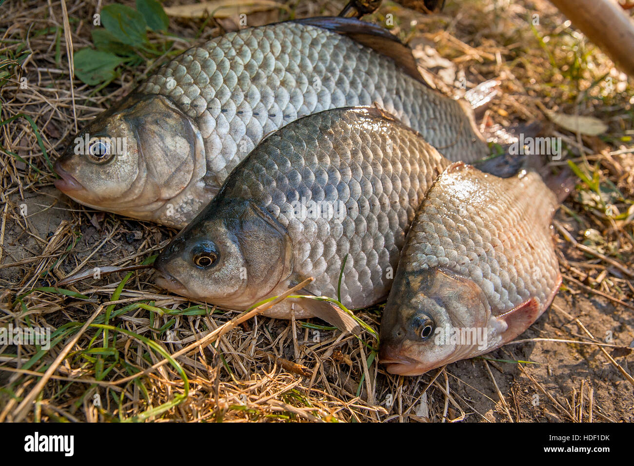 Freshwater fish just taken from the water. Crucian fish or Carassius on ...