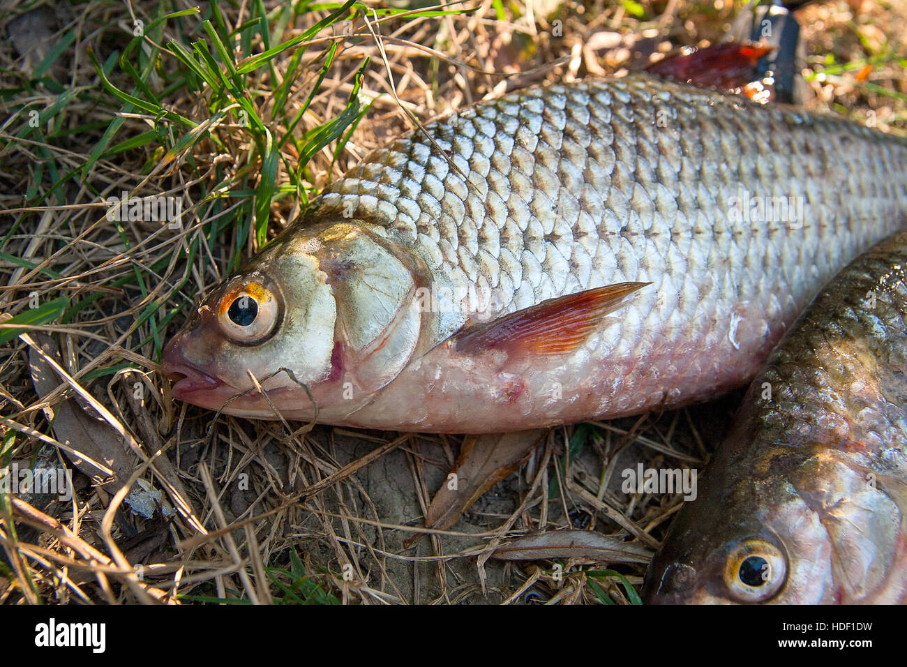 Freshwater fish just taken from the water. Several roach fish on green ...