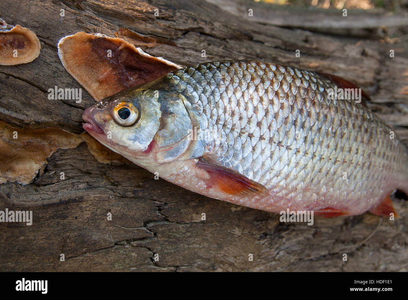 Freshwater fish just taken from the water. Several roach fish on green ...