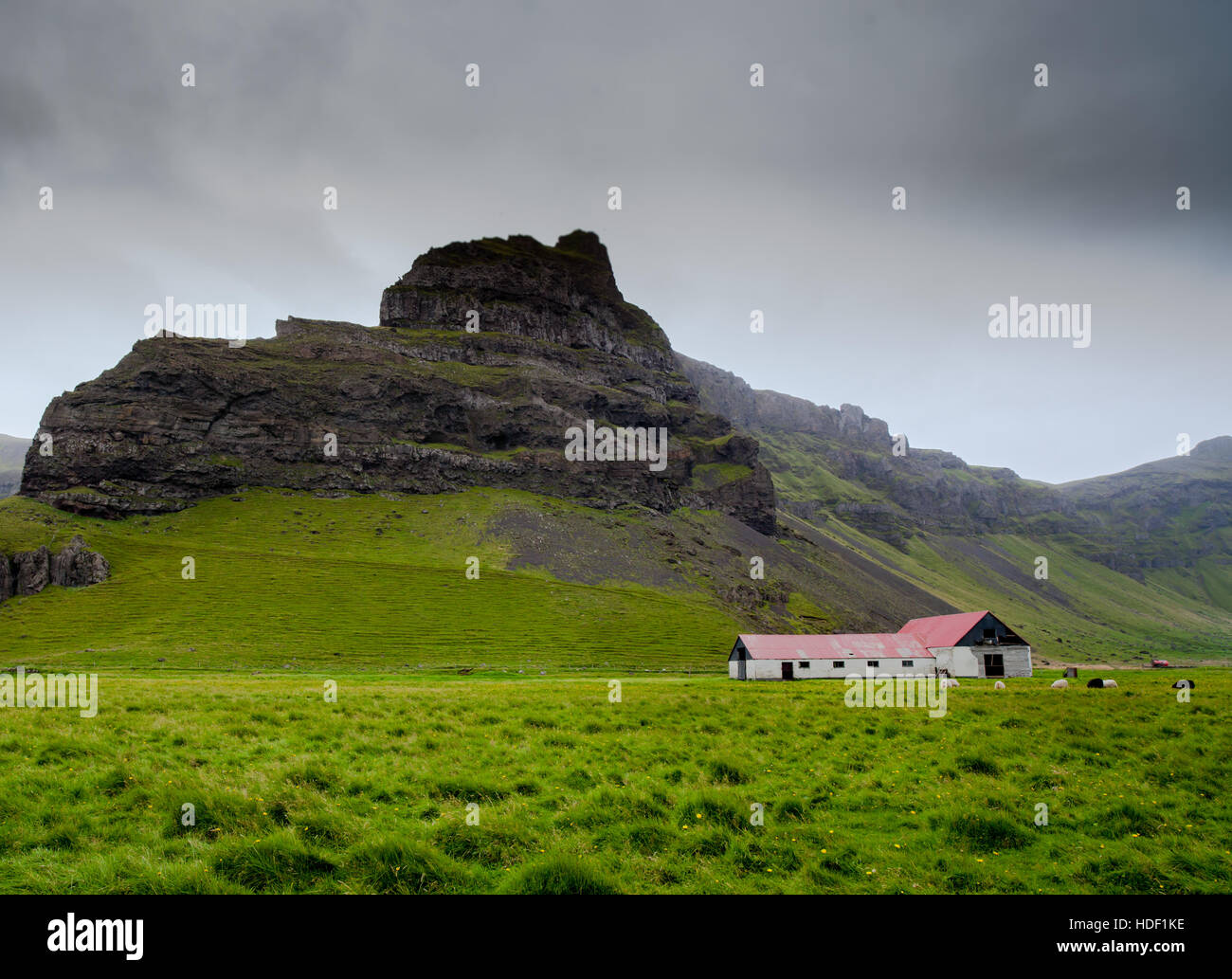 Icelandic cows hi-res stock photography and images - Alamy