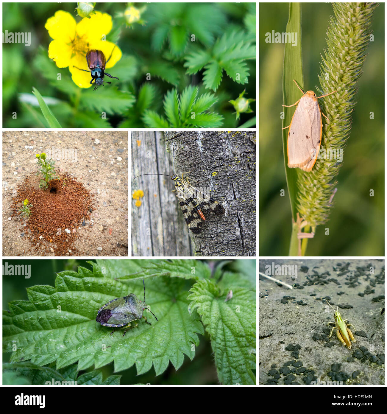 Collage with insects Stock Photo - Alamy