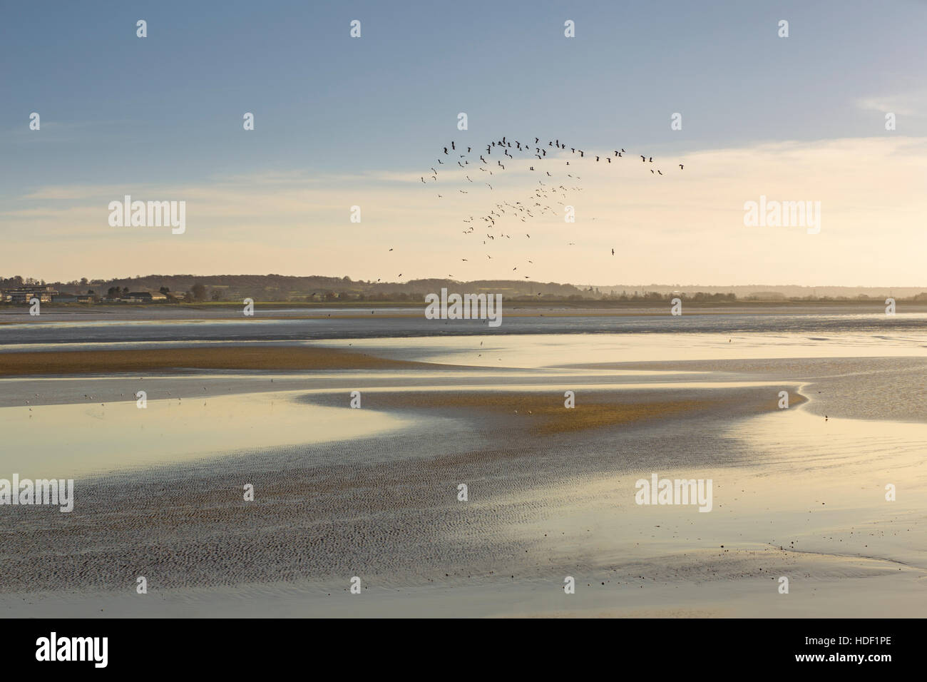 Severn estuary birds hi-res stock photography and images - Alamy