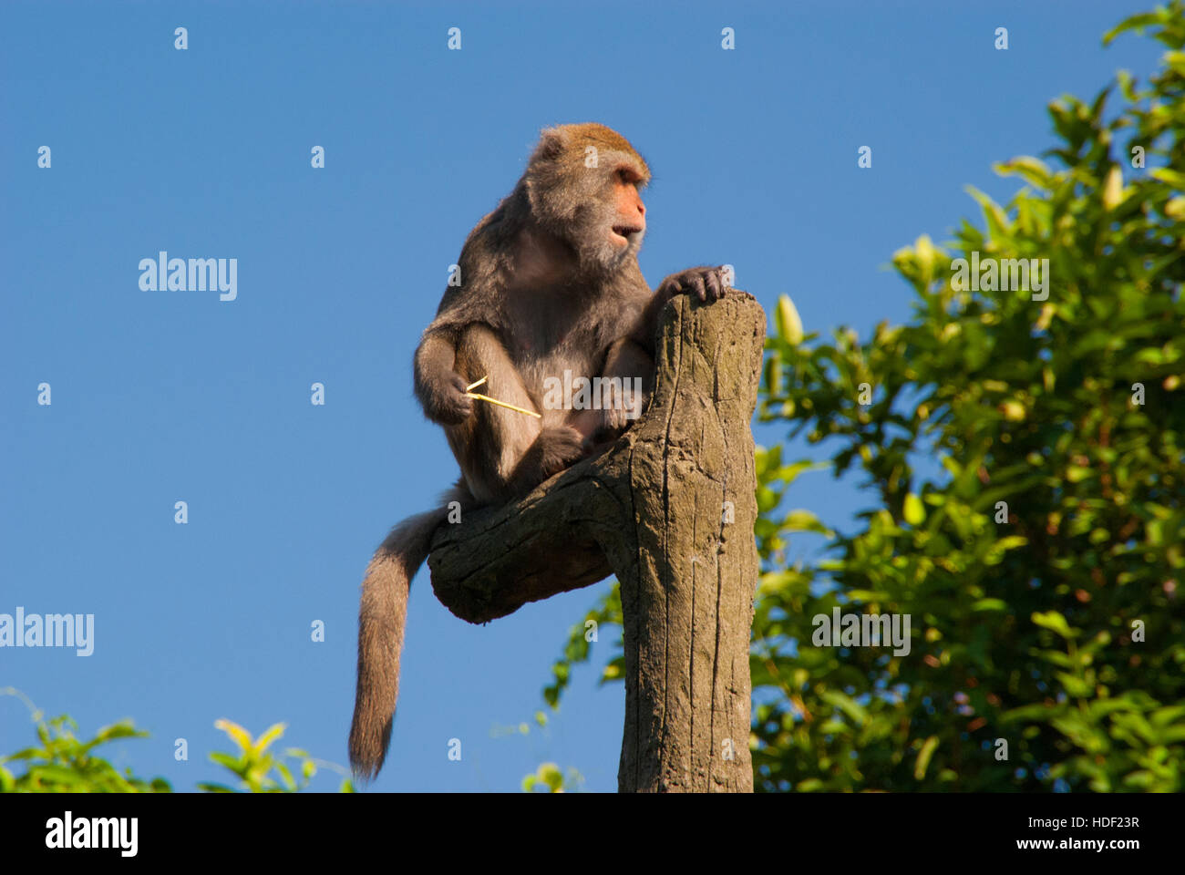 A monkey sitting at the top of a wooden pole Stock Photo - Alamy