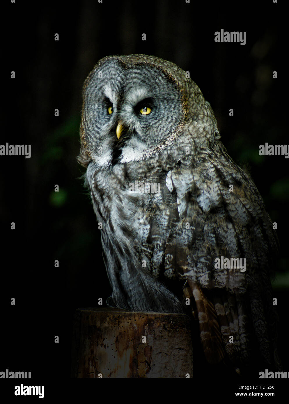 Owl photo hi-res stock photography and images - Alamy
