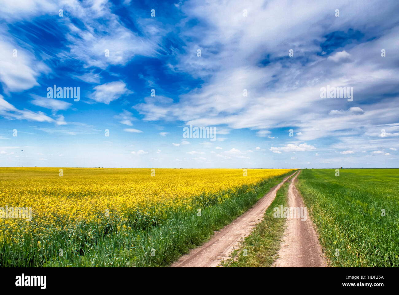 Canola plants hi-res stock photography and images - Alamy