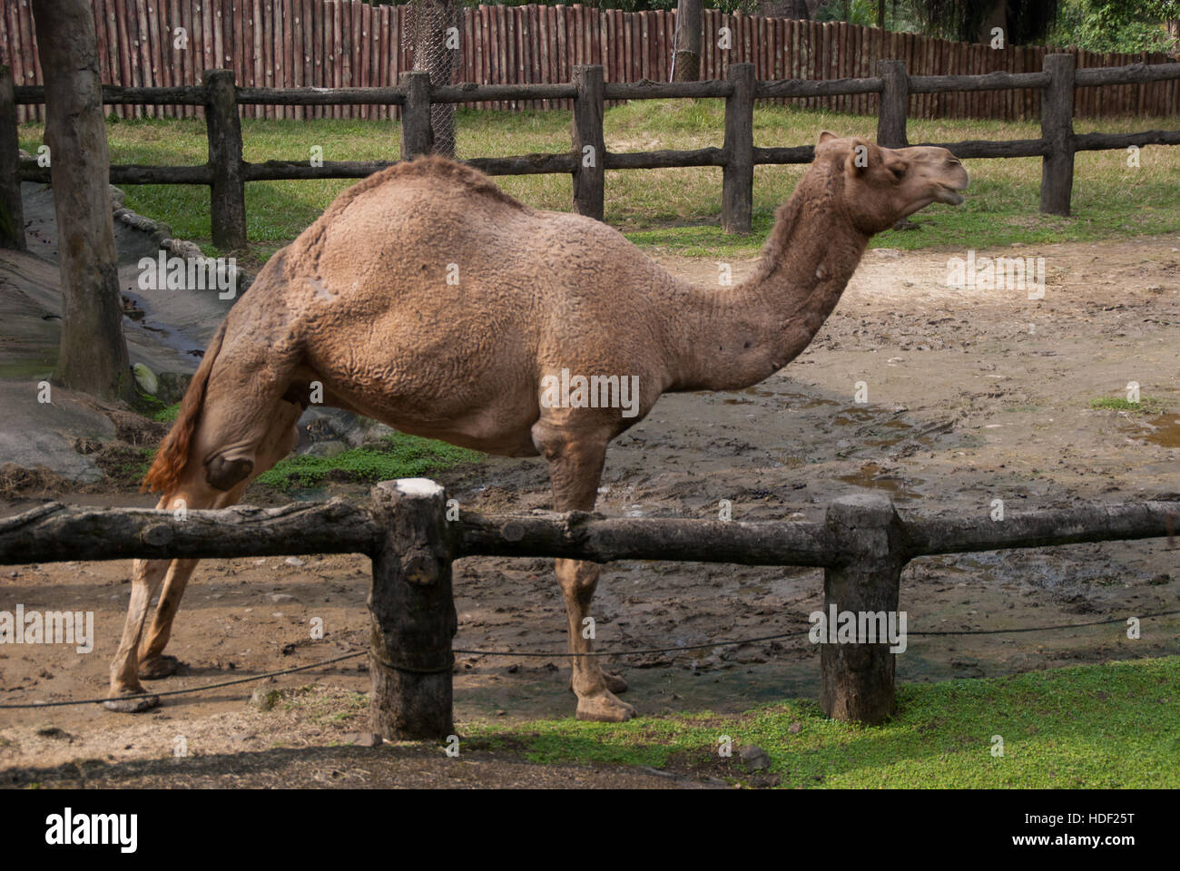 A standing camel Stock Photo - Alamy