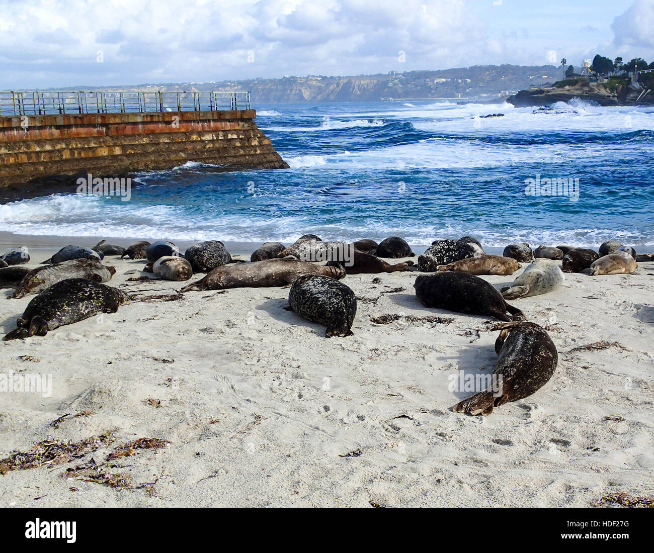 Seals laying on the sand at a California beach Stock Photo - Alamy