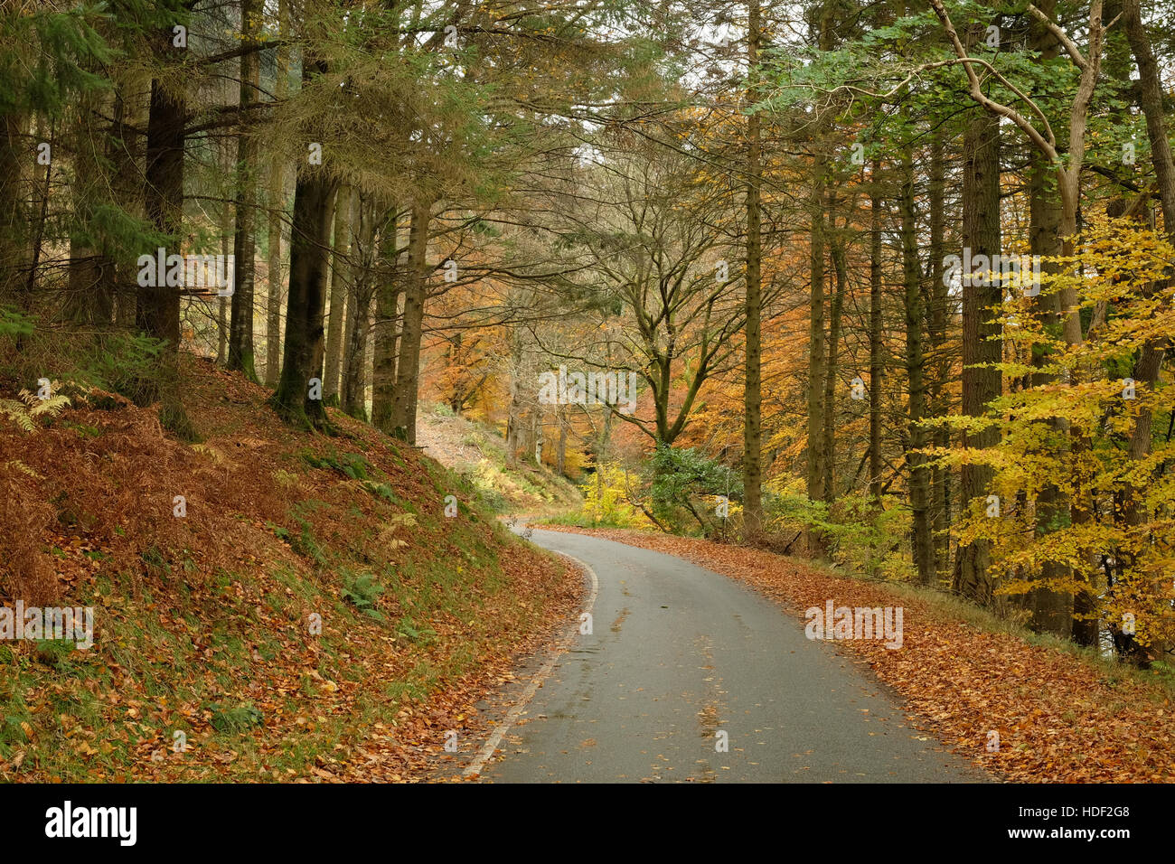 Road through a forest in autumn Stock Photo - Alamy