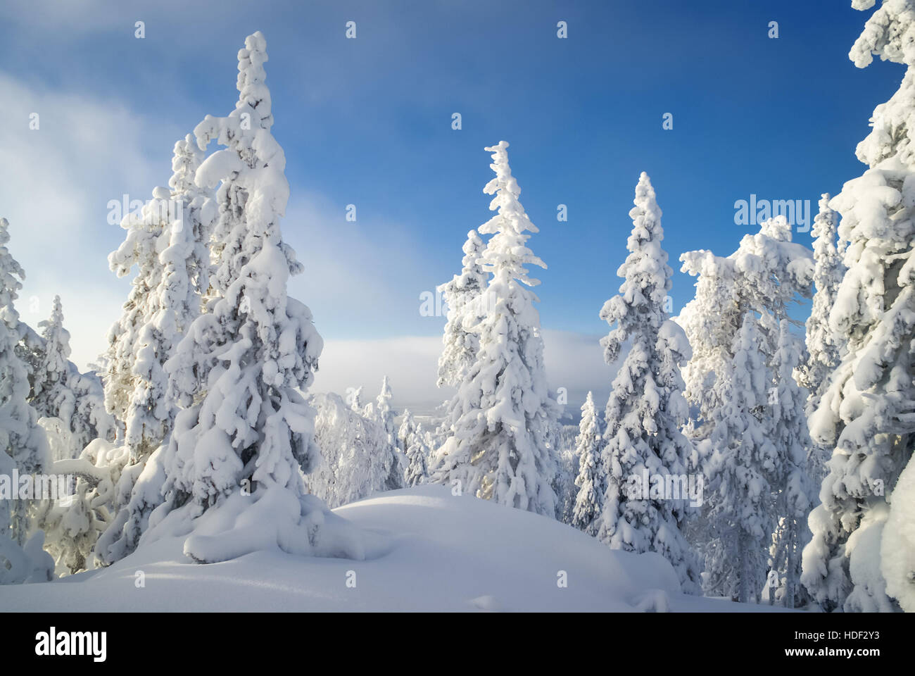 Photo of nature covered with snow during cold white winter in Syote in ...