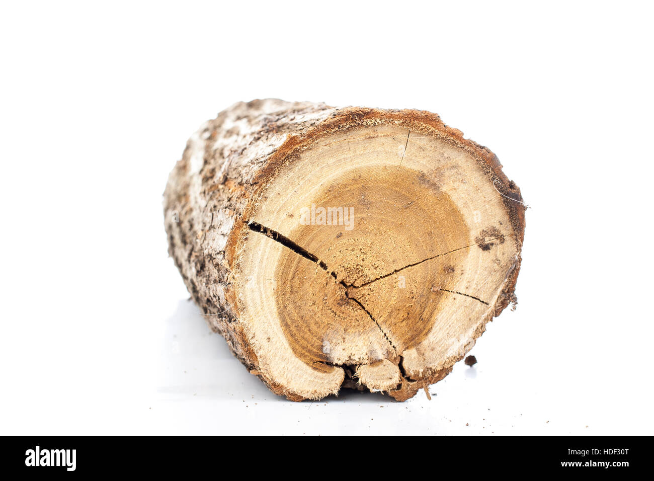 Pine logs on white background. Studio photo. Split wood. Oak tree for ...