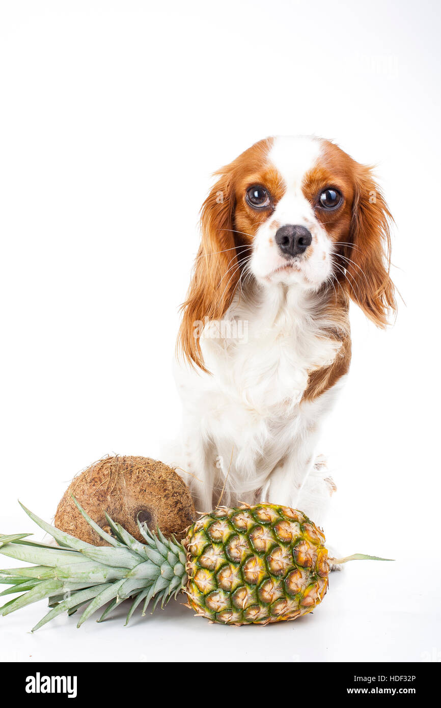 Can dogs eat fruit illustration. Tropical fruit and cavalier king ...