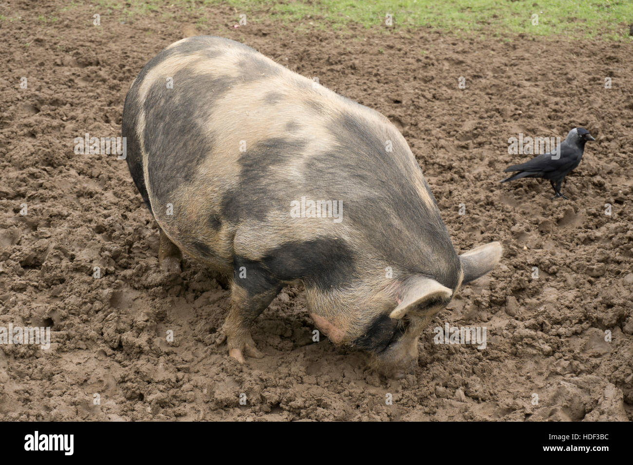 Pig foraging for food Stock Photo - Alamy