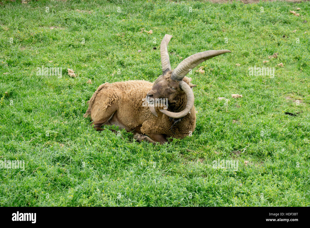 Four horned sheep hi-res stock photography and images - Alamy