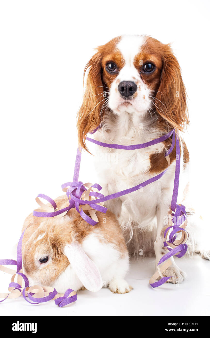 Animals celebrate your concept. Bunny lop and dog king charles dog in ...