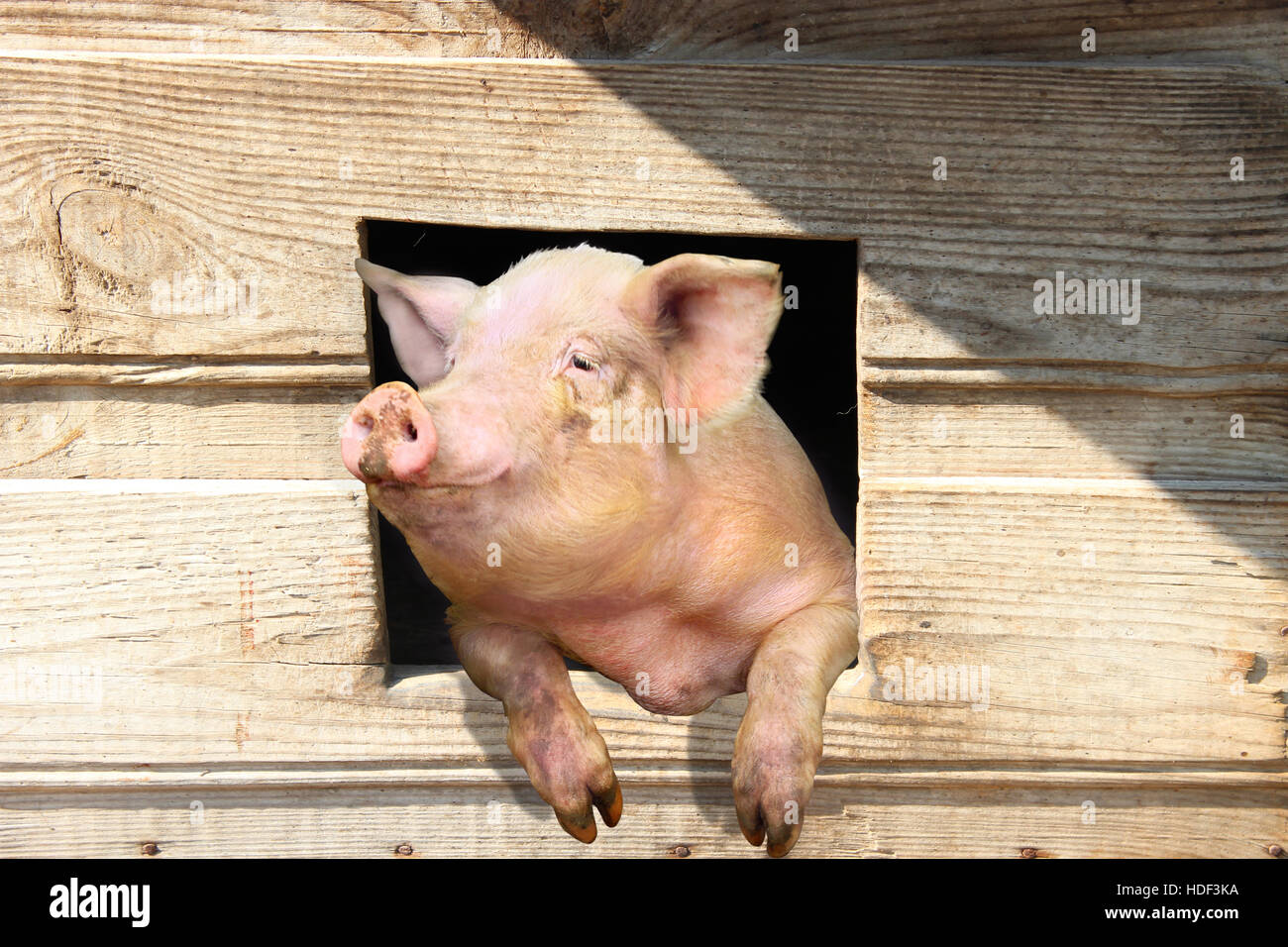 pig looks out from window of shed on the farm Stock Photo - Alamy
