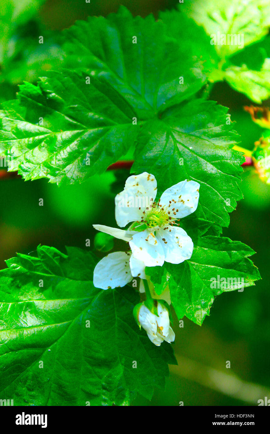 blossoming of wild raspberry with white flower in the forest Stock ...