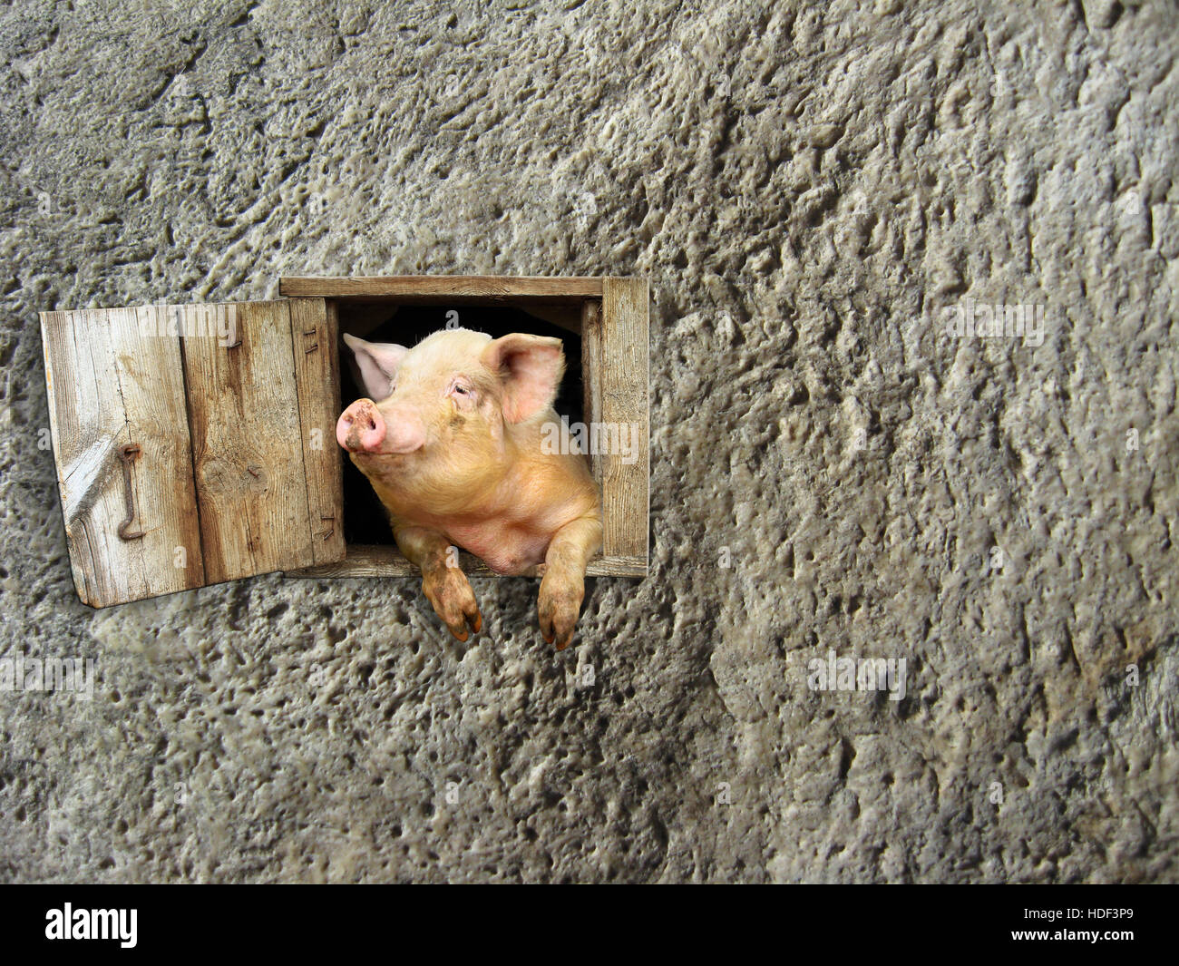 pig looks out from window of shed on the stony wall Stock Photo - Alamy