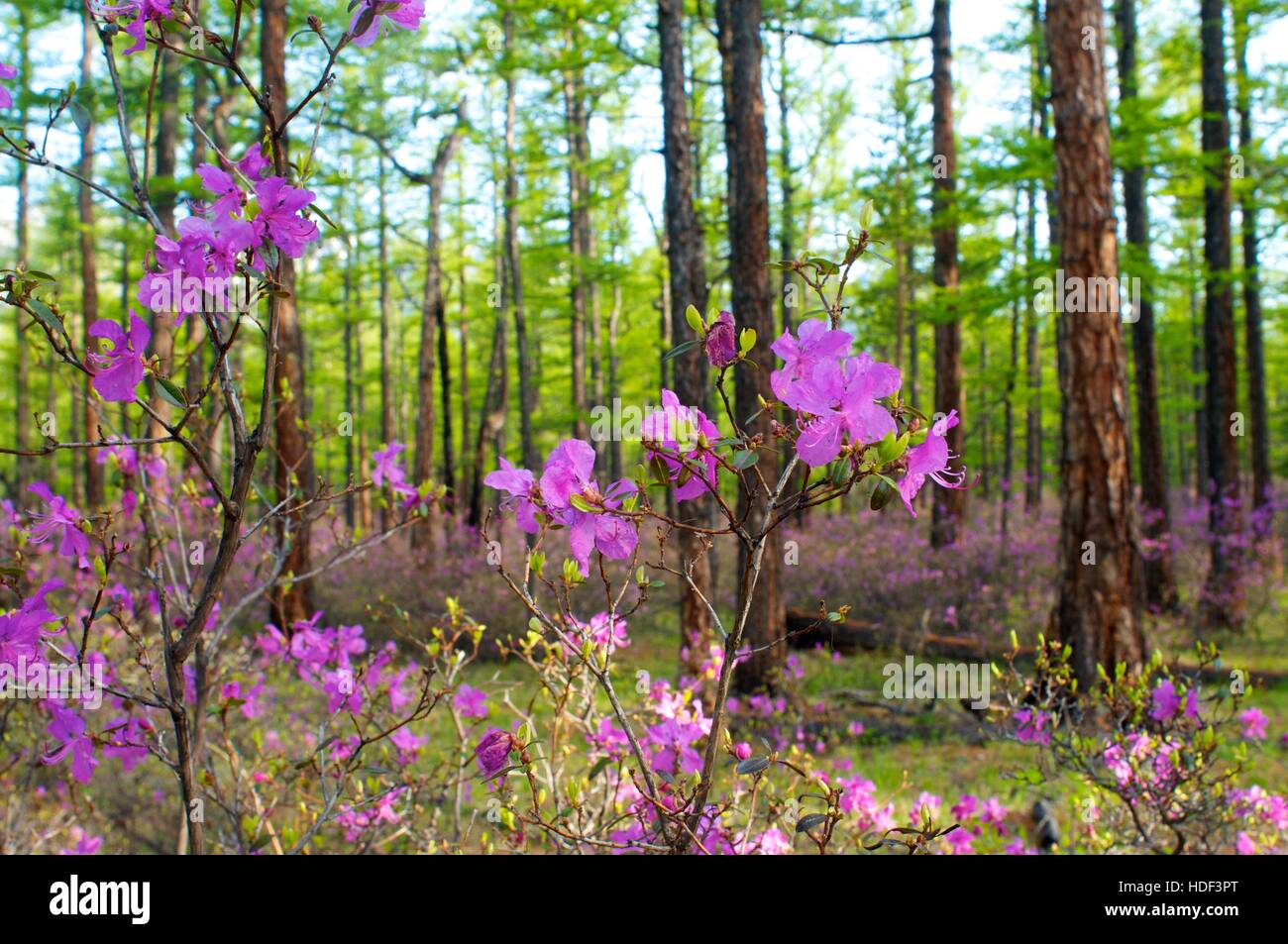 Beautiful pink flowers on spring forest at sunrise Stock Photo - Alamy