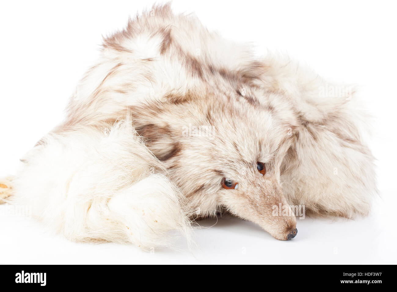 Fox fur concept agains animal cruelty. Silver fox fur isolated on ...