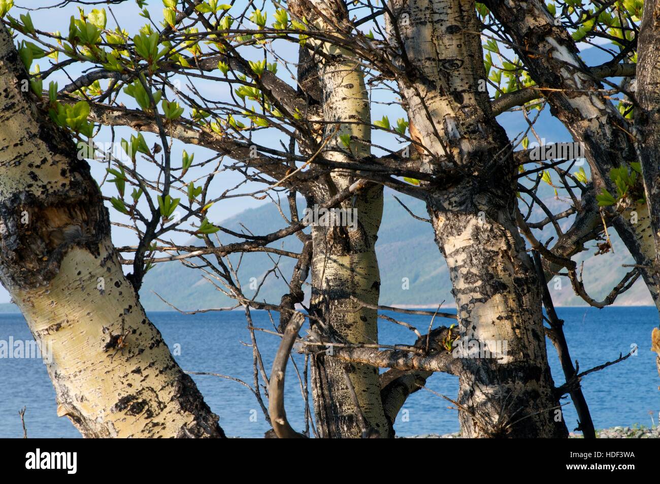 Lake Baikal. Trees ashore in spring Stock Photo - Alamy