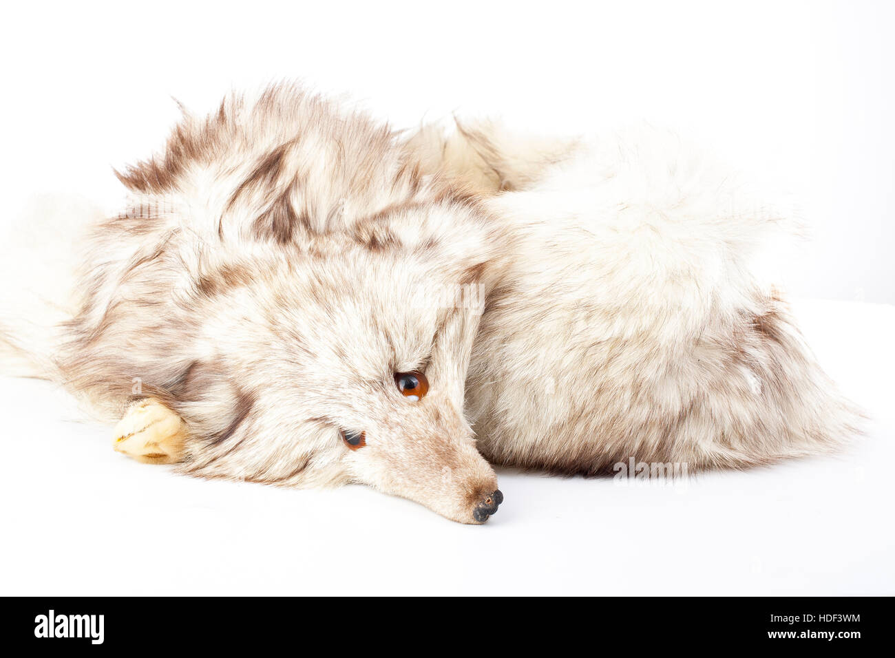 Fox fur concept agains animal cruelty. Silver fox fur isolated on ...