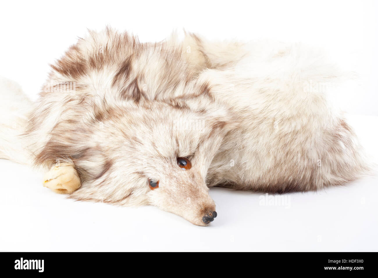 Fox fur concept agains animal cruelty. Silver fox fur isolated on ...