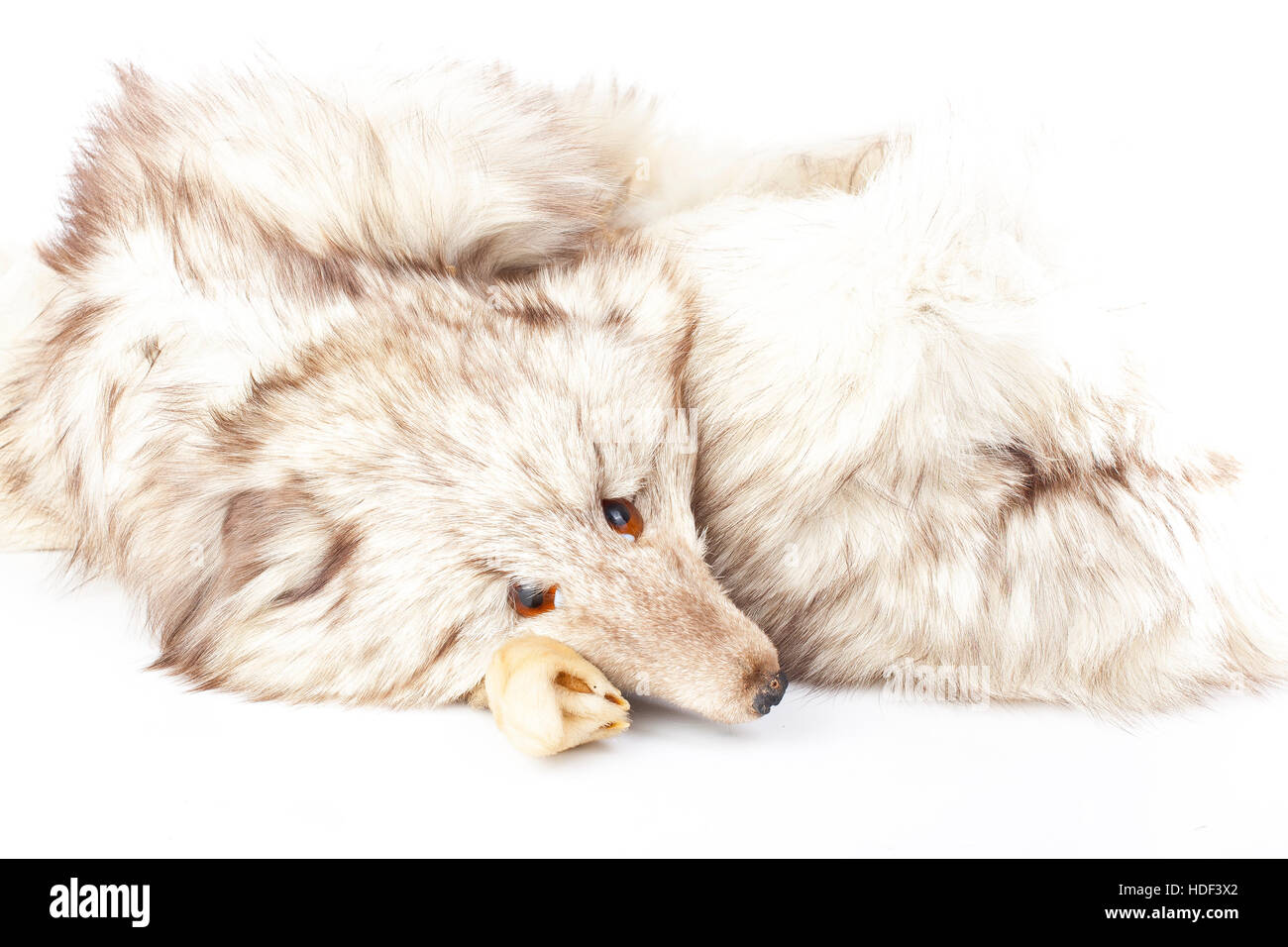 Fox fur concept agains animal cruelty. Silver fox fur isolated on ...