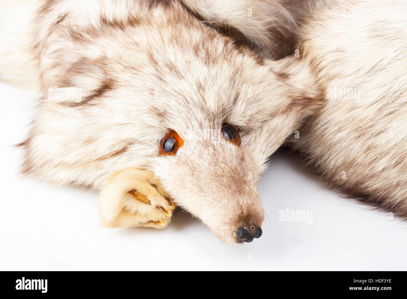 Fox fur fashion hi-res stock photography and images - Alamy