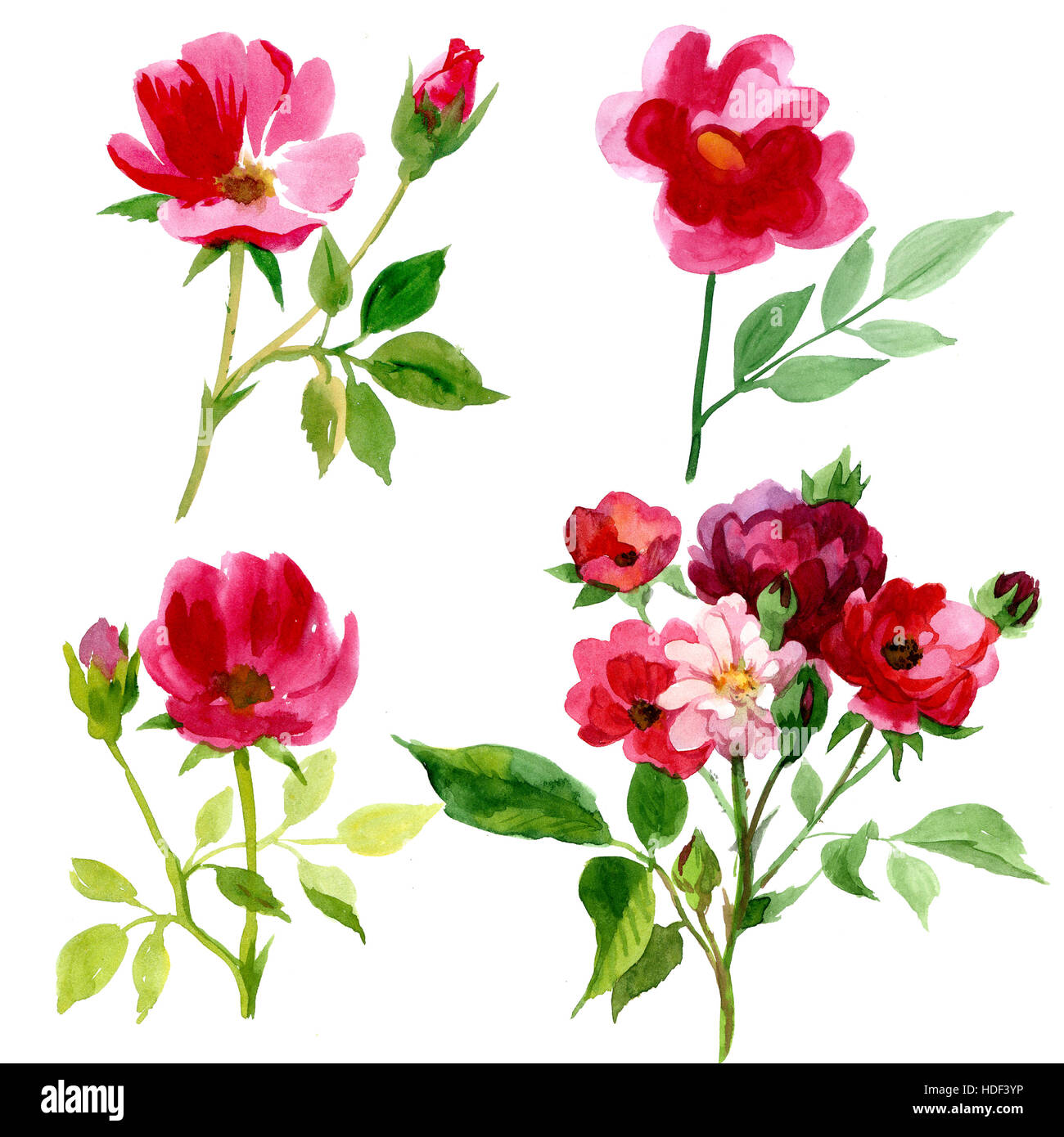 Blooming types Cut Out Stock Images & Pictures - Alamy