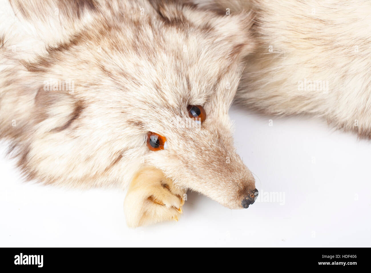 Fox fur concept agains animal cruelty. Silver fox fur isolated on ...