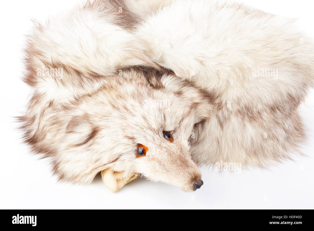 Fox fur concept agains animal cruelty. Silver fox fur isolated on ...