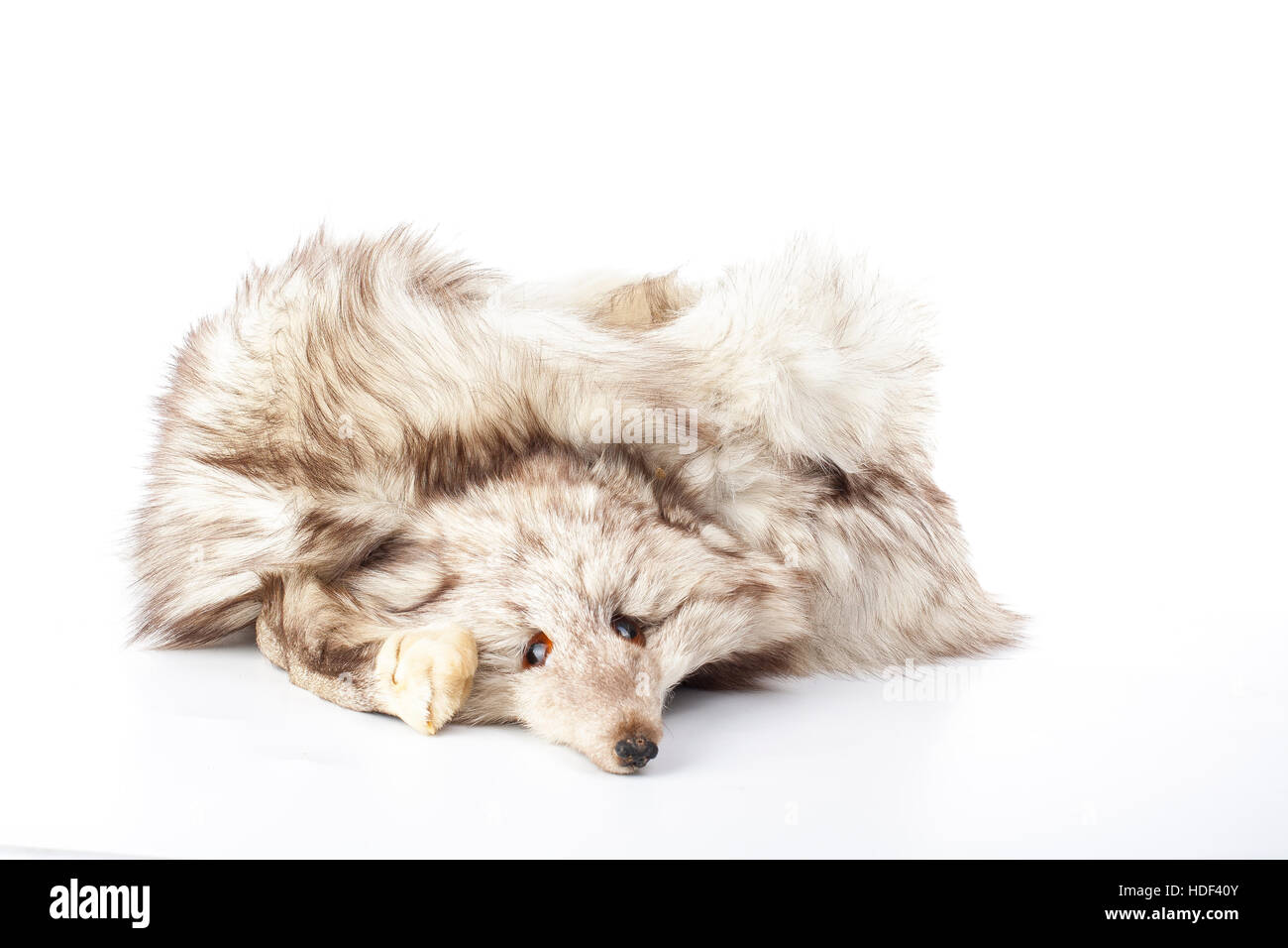 Fox fur concept agains animal cruelty. Silver fox fur isolated on ...