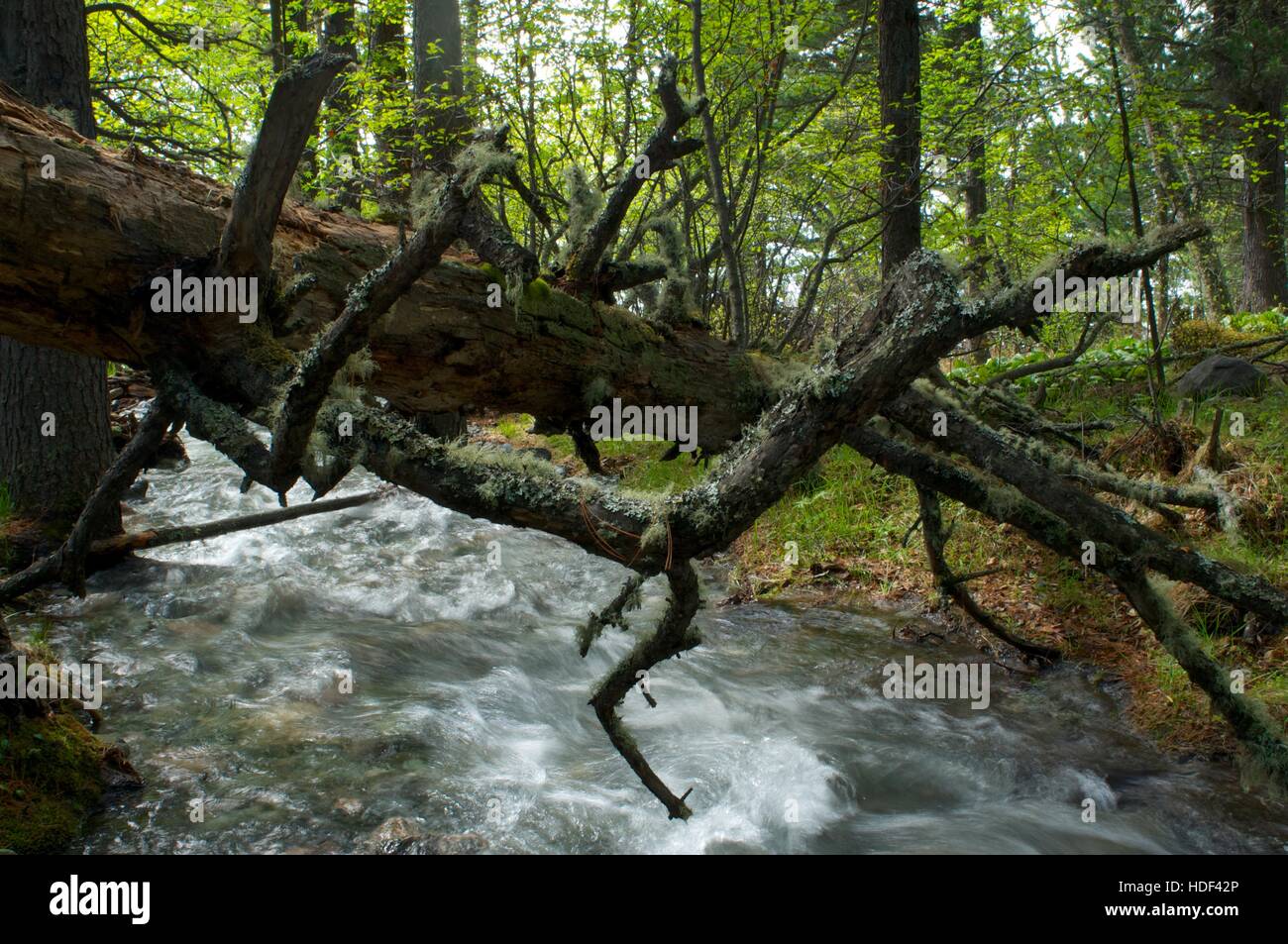 River amongst stone in valley mountains Stock Photo - Alamy
