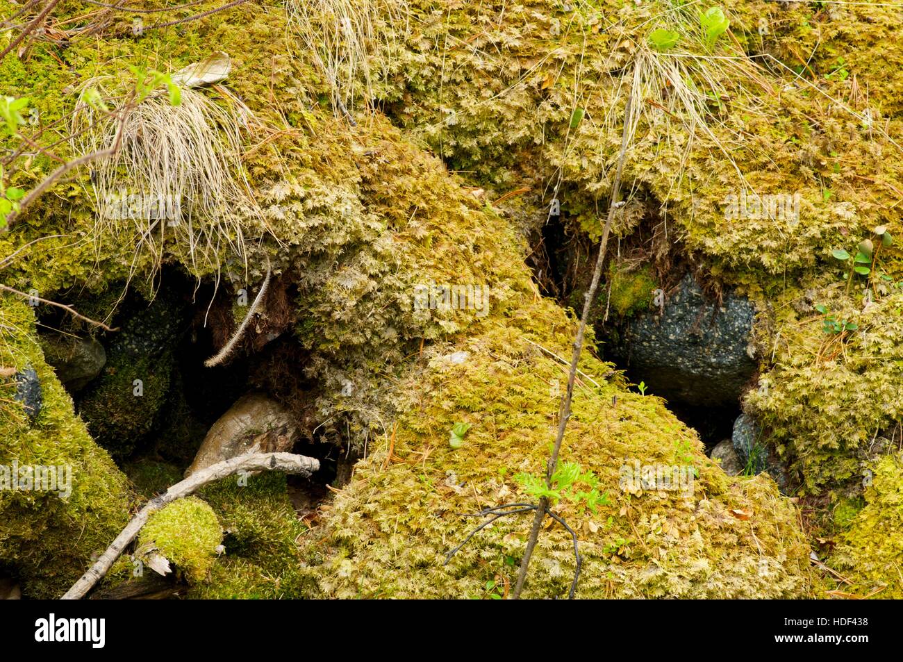 Yellow moss on the rocks in the forest Stock Photo - Alamy