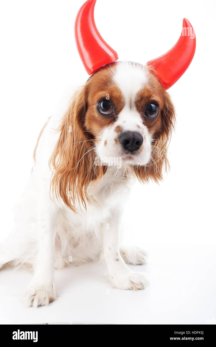 Devil dog illustration. King charles spaniel with devil hat. Evil dog ...