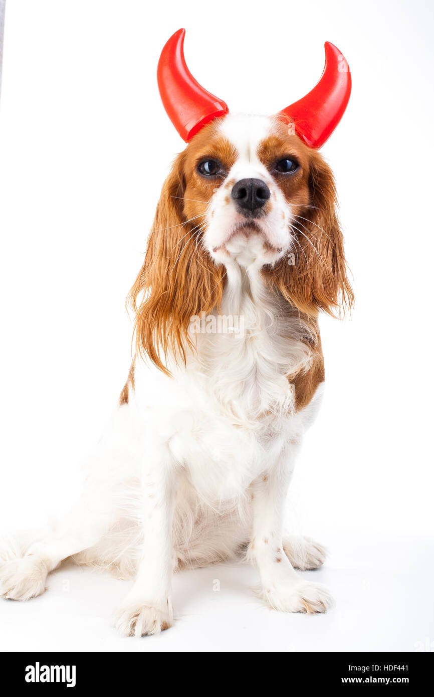 Devil dog illustration. King charles spaniel with devil hat. Evil dog ...